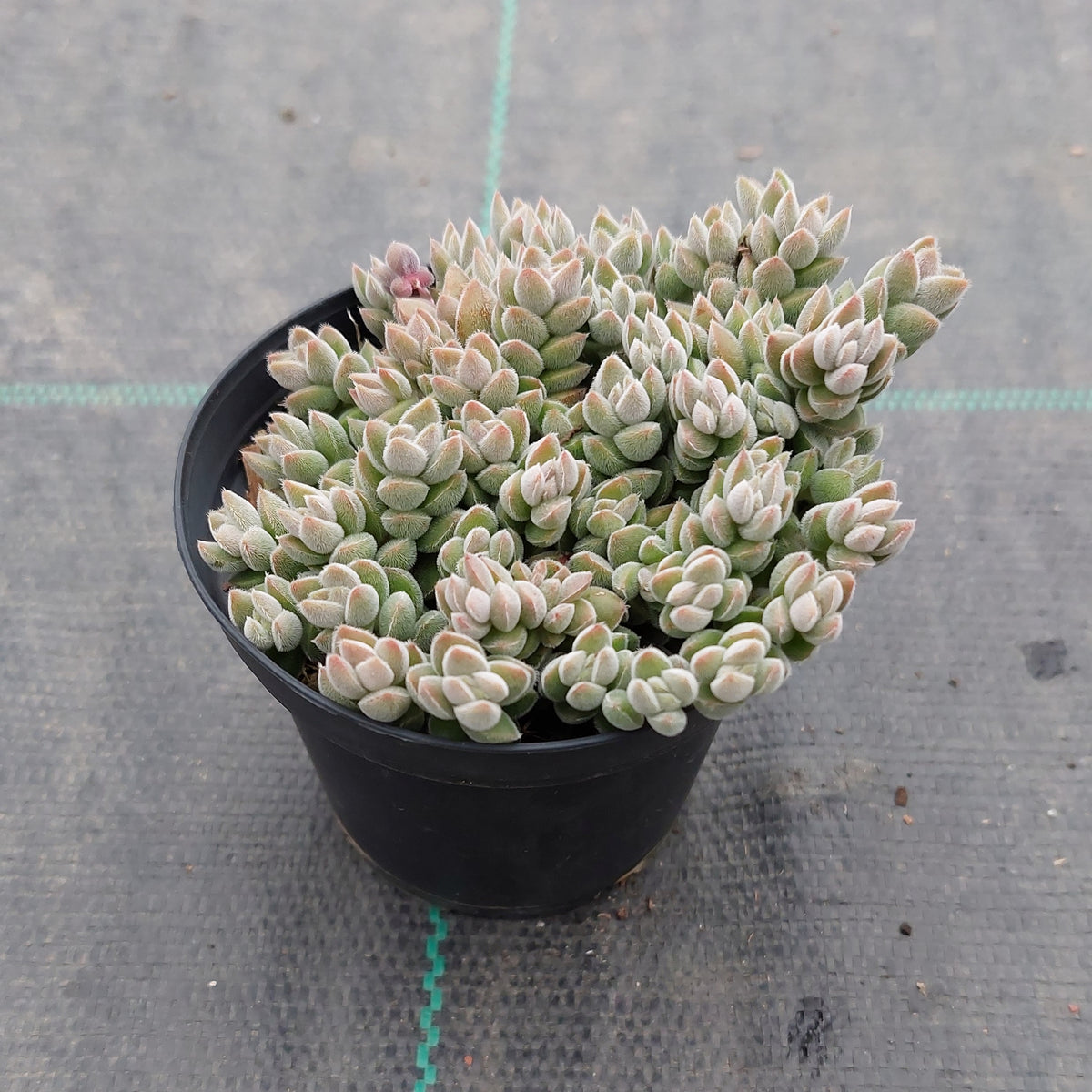 Crassula Lanuginosa Var Pachystemon Micks Succulents