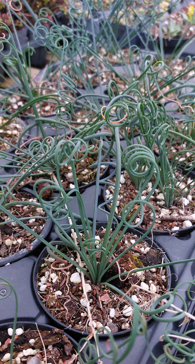 Albuca spiralis - Corkscrew Plant – Mick's Succulents