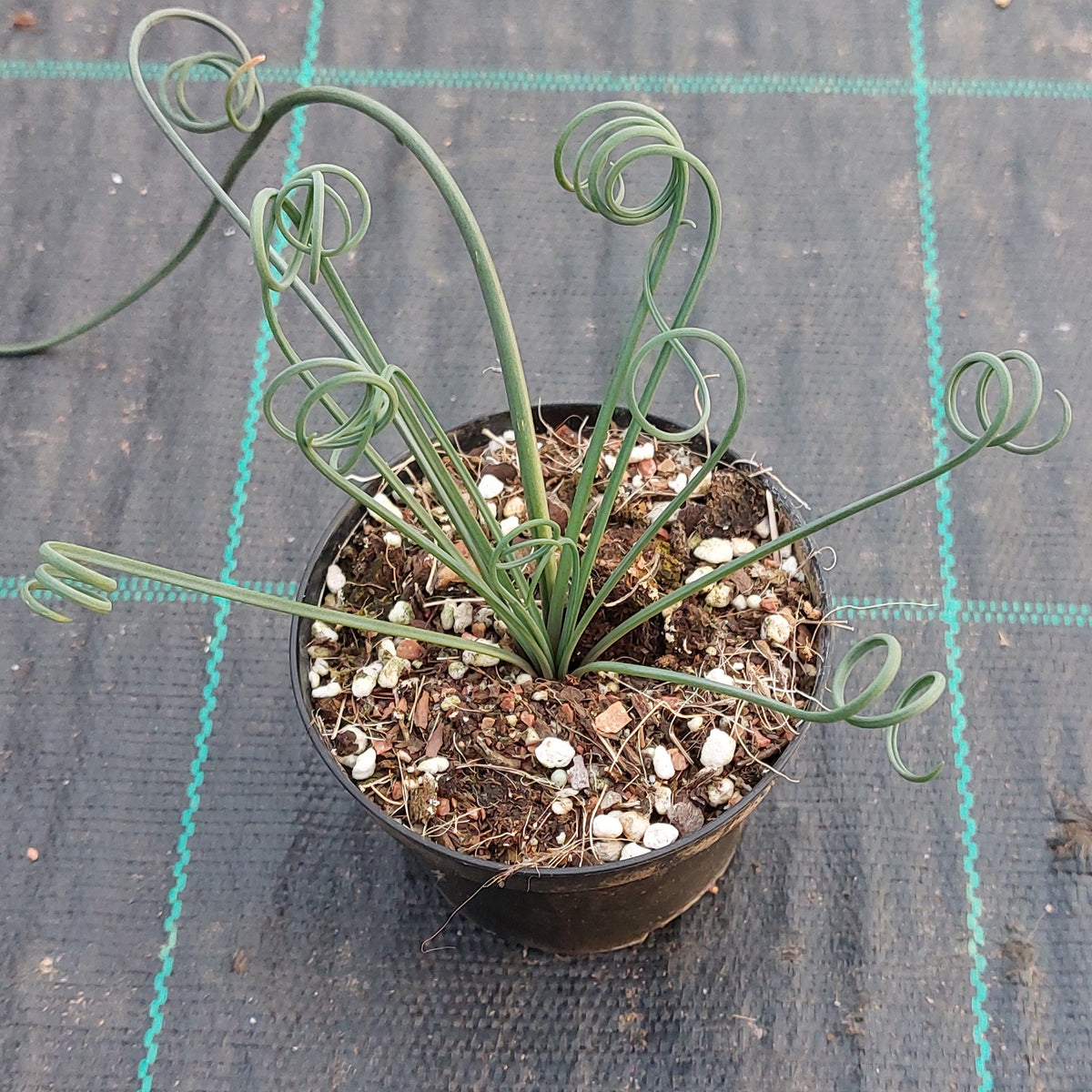 Albuca spiralis - Corkscrew Plant – Mick's Succulents