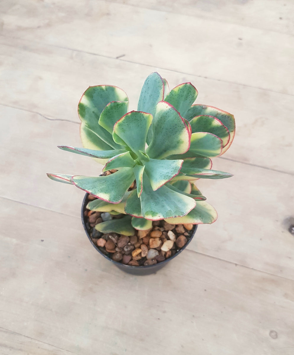 Crassula Bluebird Variegated – Mick's Succulents