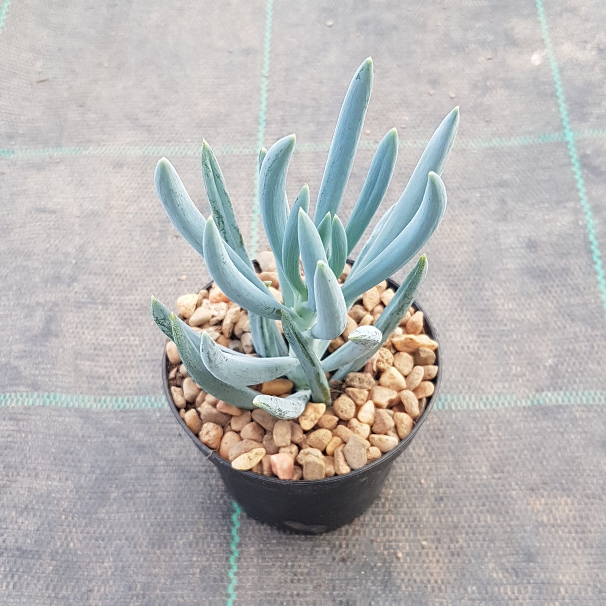 Senecio mandraliscae - Blue Chalk Sticks – Mick's Succulents