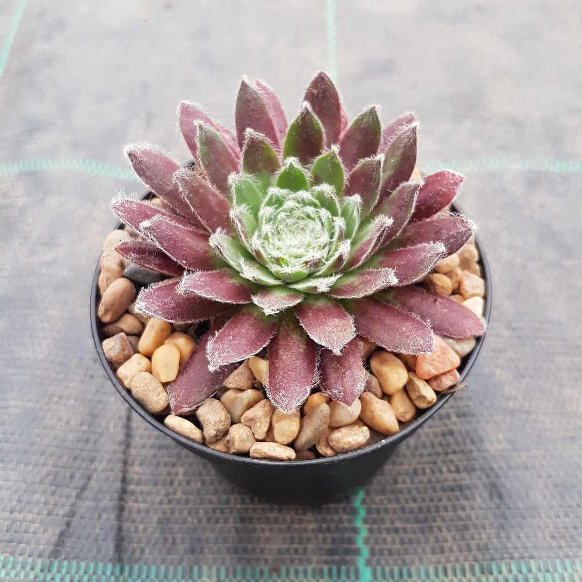 Sempervivum Raspberry Ice – Mick's Succulents