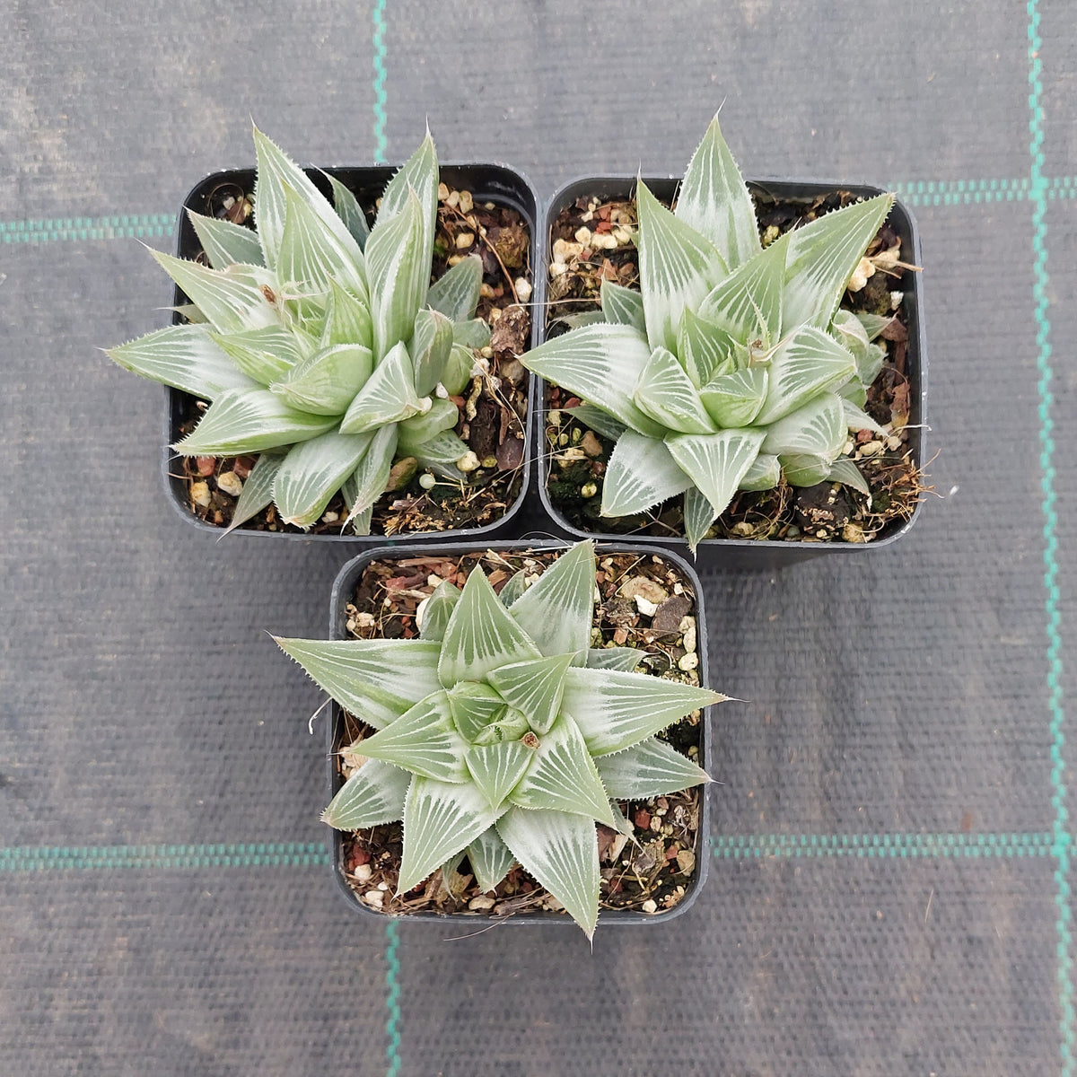 Haworthia Grey Ghost – Mick's Succulents