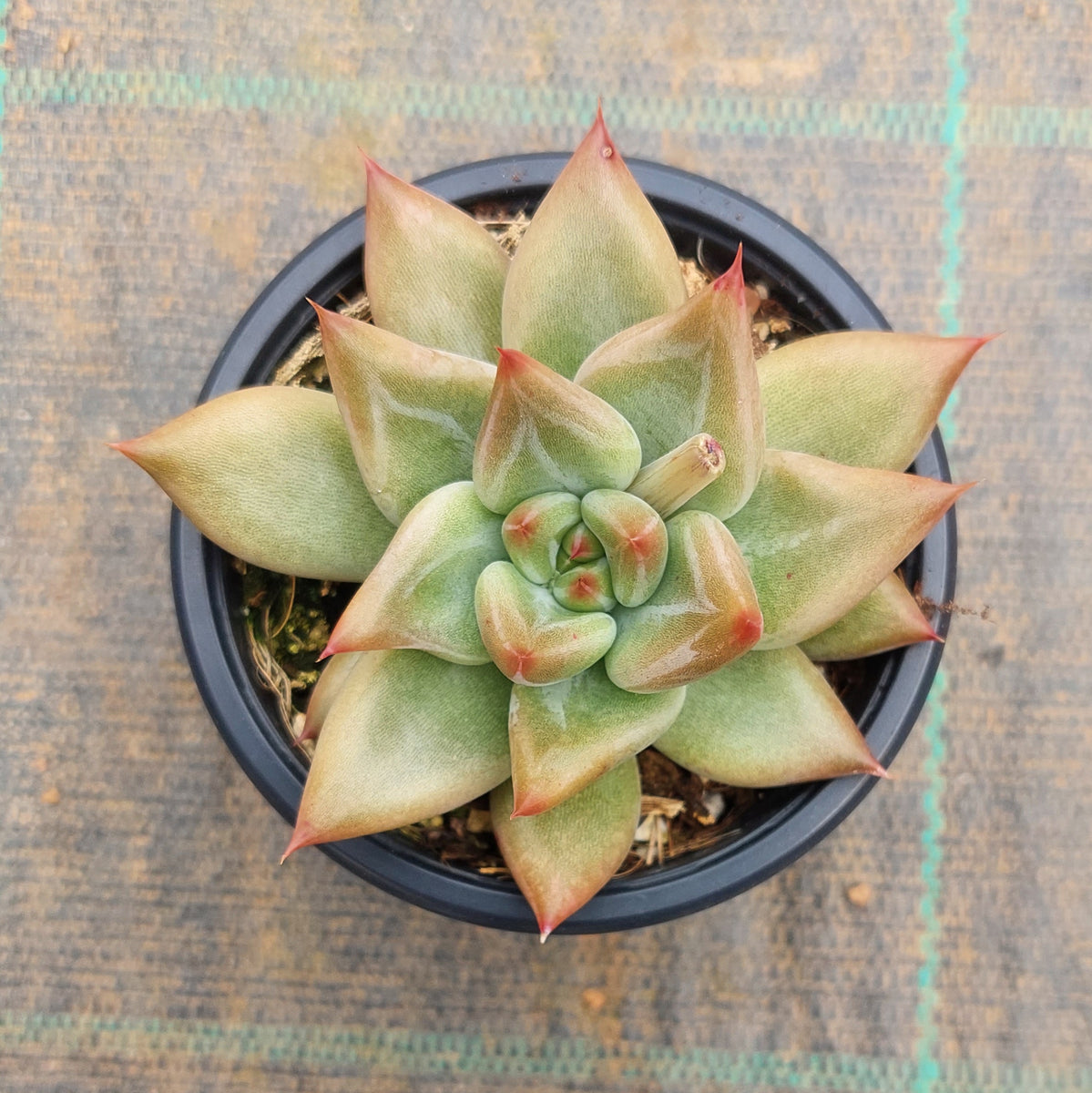 Echeveria Psyche – Mick's Succulents