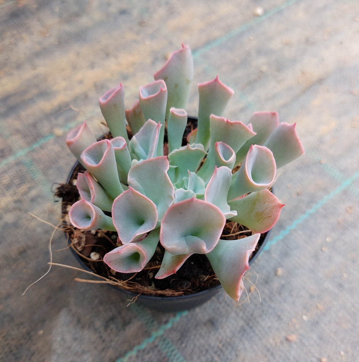 Echeveria Pinky Trumpet – Mick's Succulents