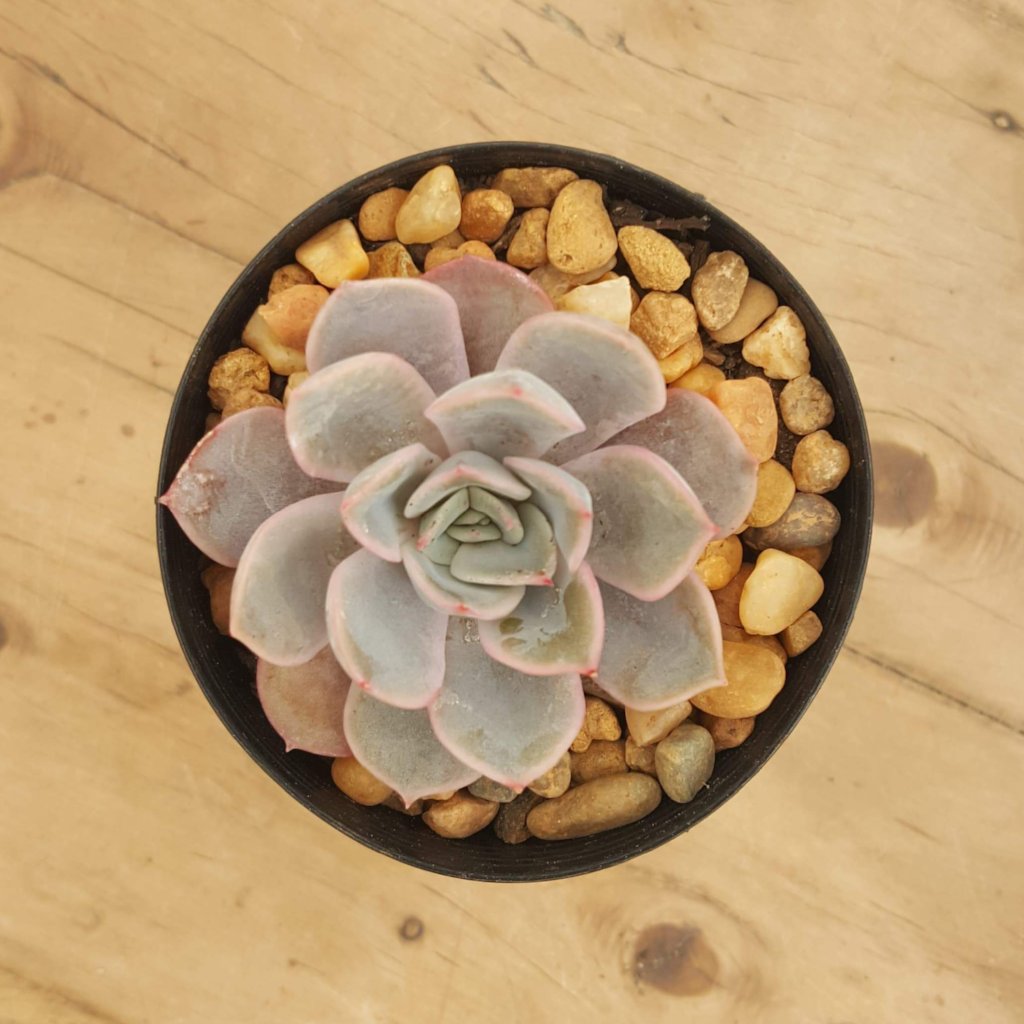 Echeveria Orion – Mick's Succulents