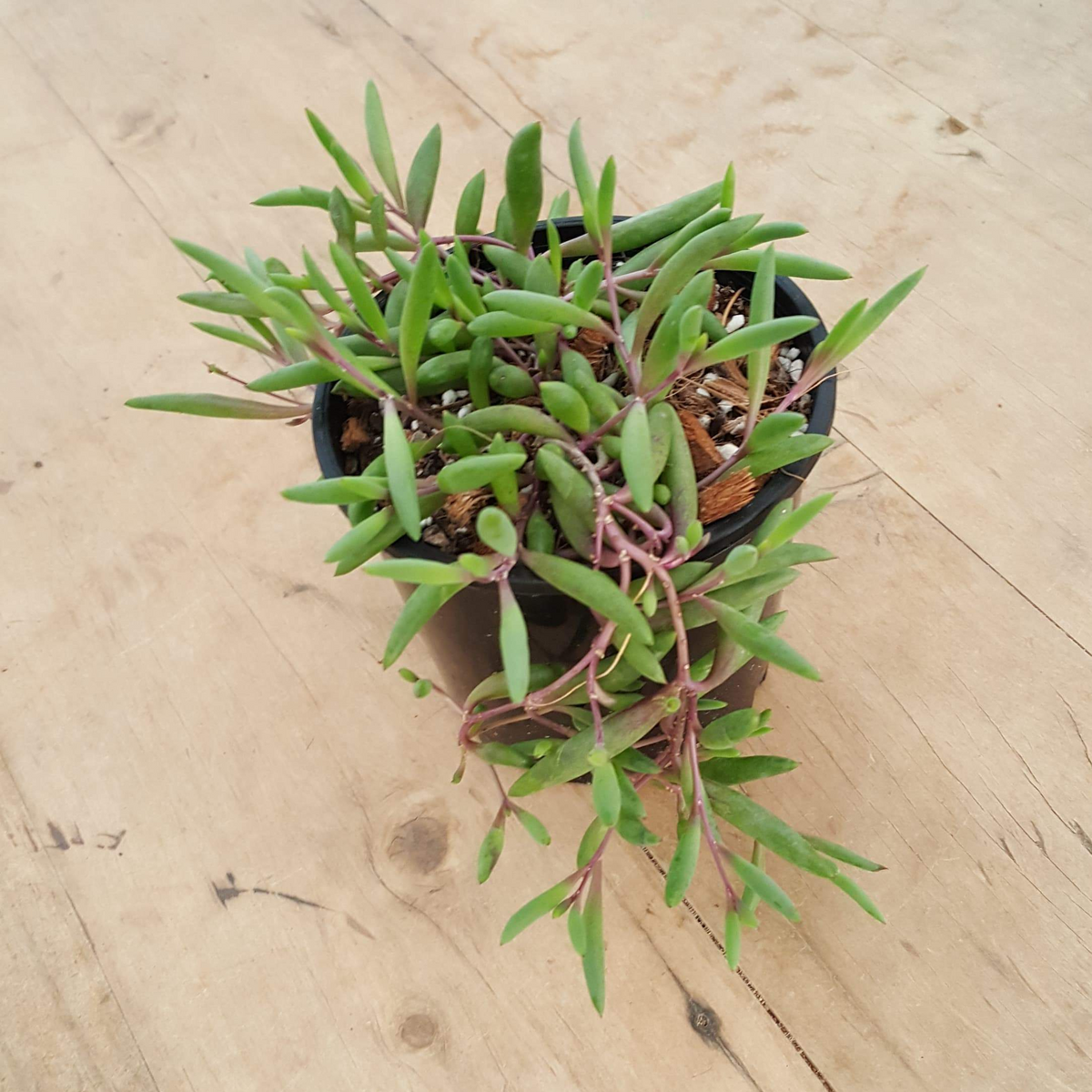 Othonna capensis - Ruby Necklace – Mick's Succulents