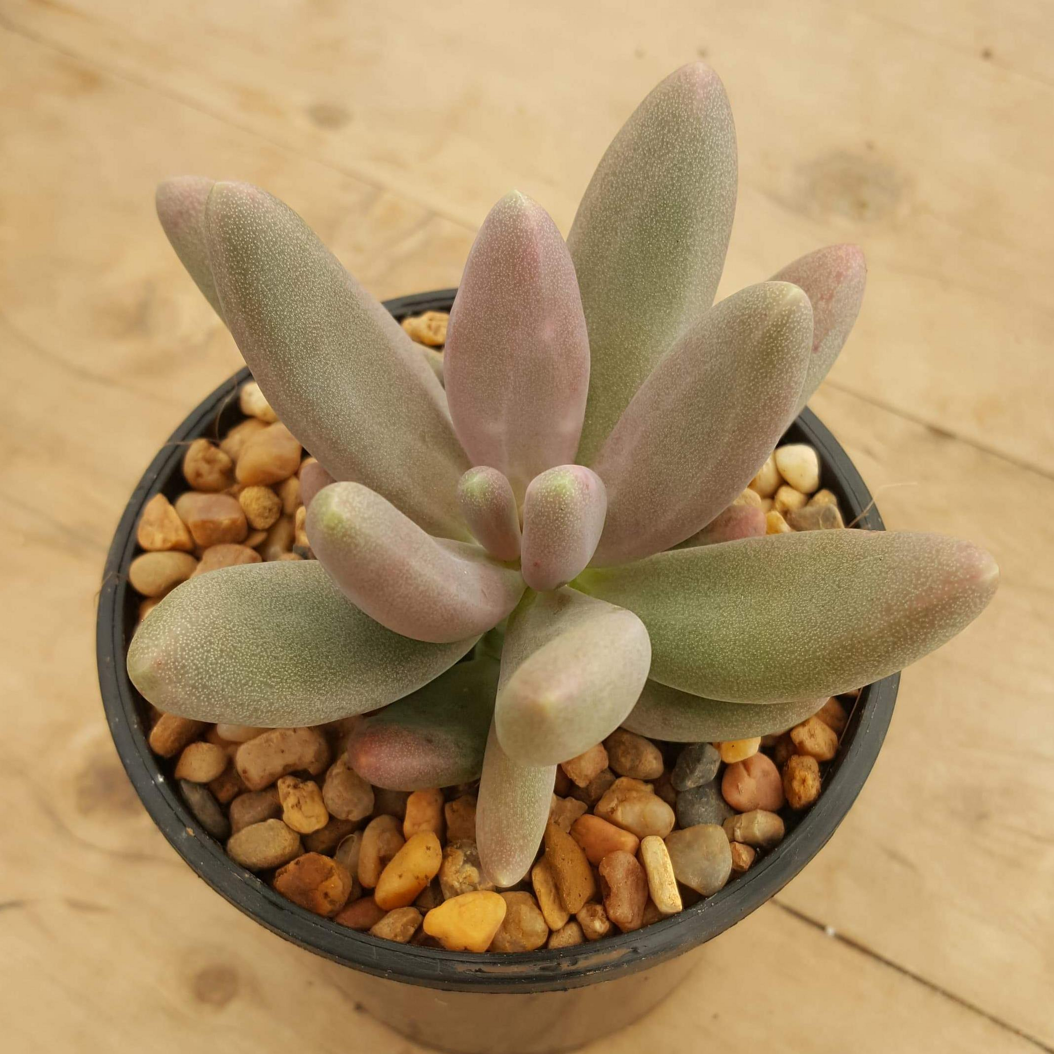 Pachyphytum Captain Jessop – Mick's Succulents