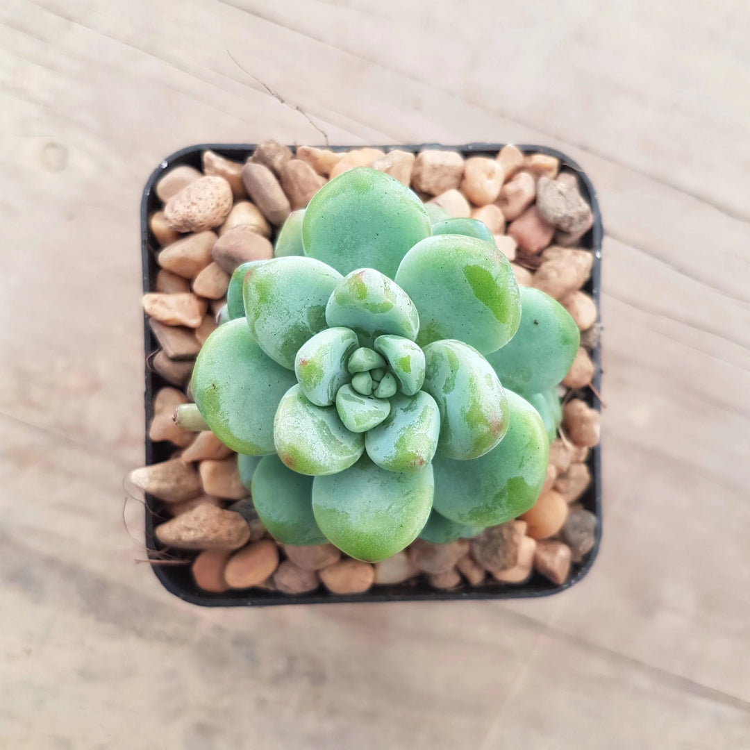 Sedum clavatum – Mick's Succulents